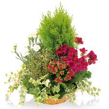 Les plantes de deuil - Fleurs de deuil